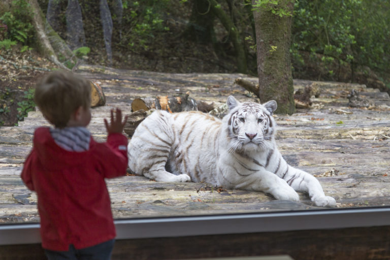 Le Zoo de Jurques, une histoire familiale - Office de Tourisme du Pays ...